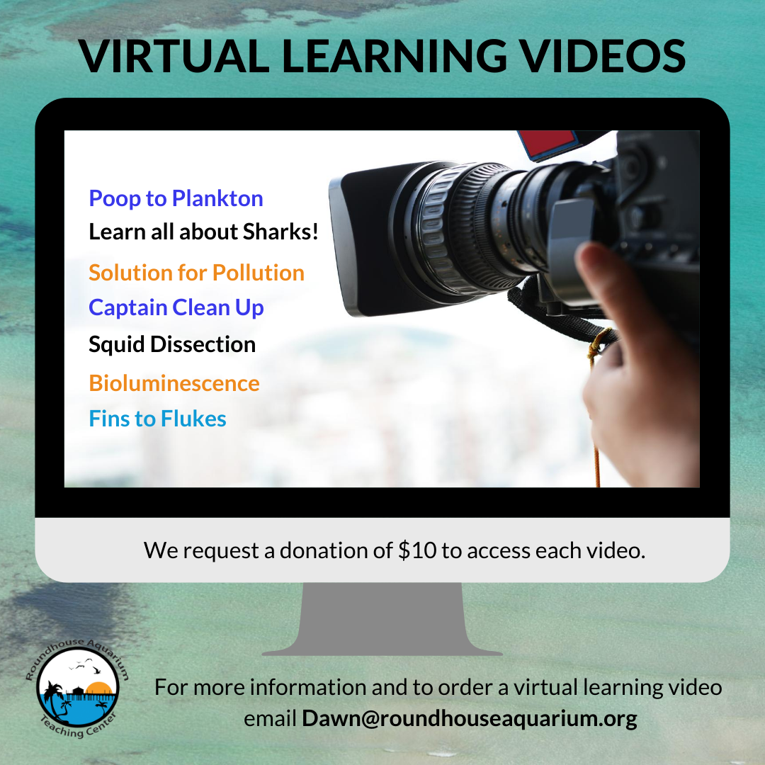 @Home Learning - Roundhouse Aquarium Teaching Center - Manhattan Beach ...