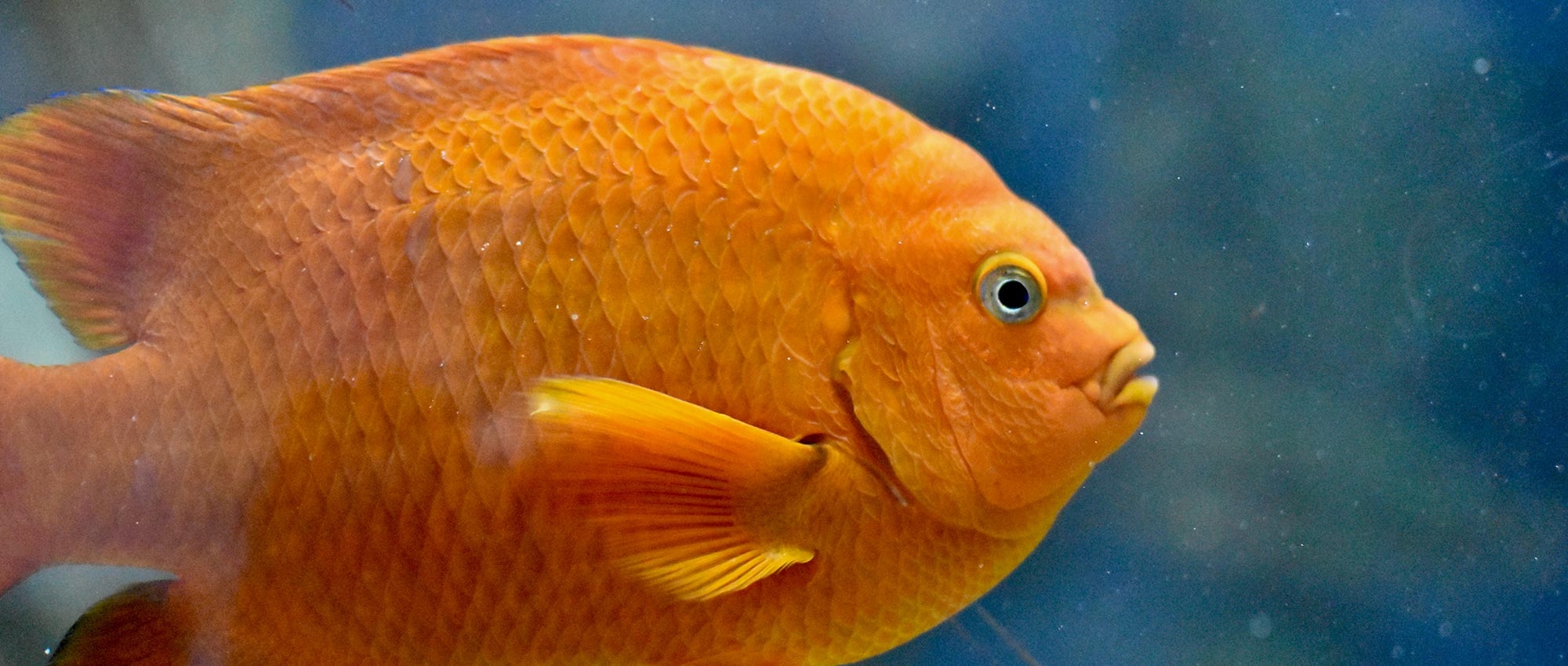 Garibaldi - Roundhouse Aquarium Teaching Center - Manhattan Beach ...