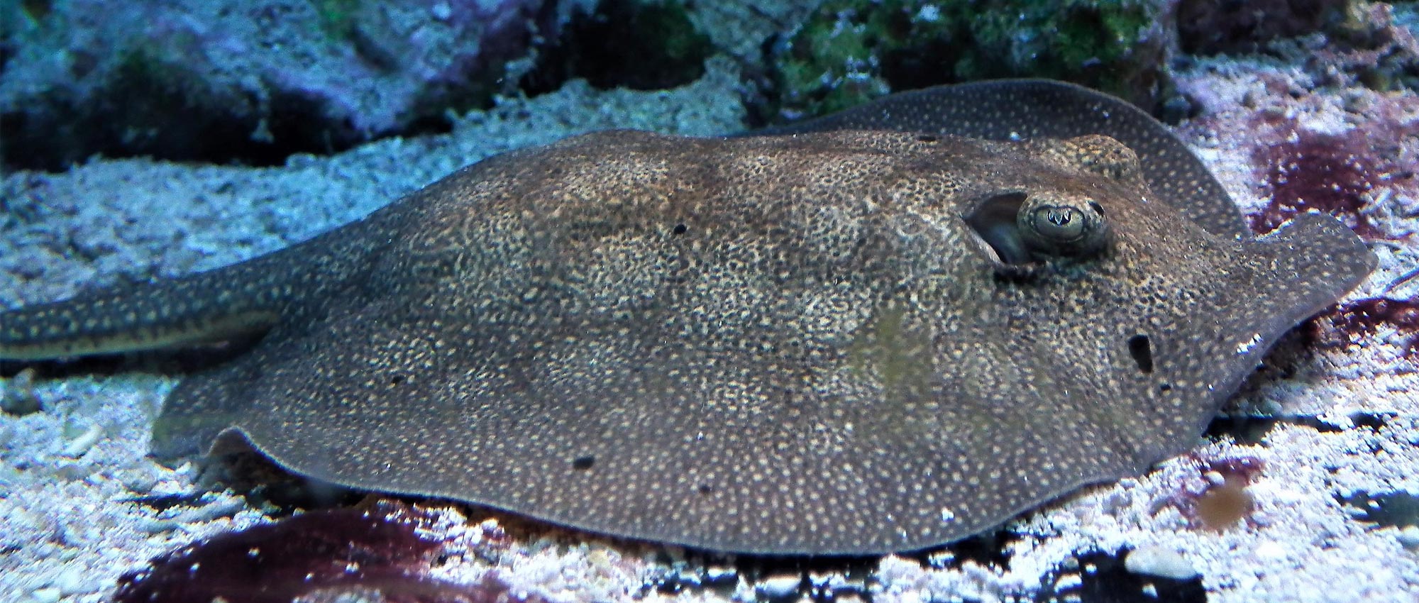 Round Ray - Roundhouse Aquarium Teaching Center - Manhattan Beach ...